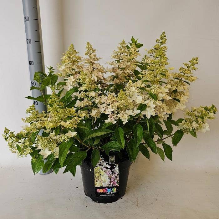 Hydrangea pan. 'Confetti' | Green Solutions