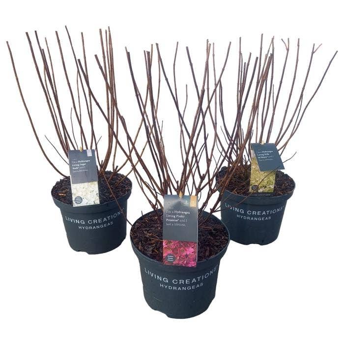 Hydrangea pan. 'Living Series' | Green Solutions
