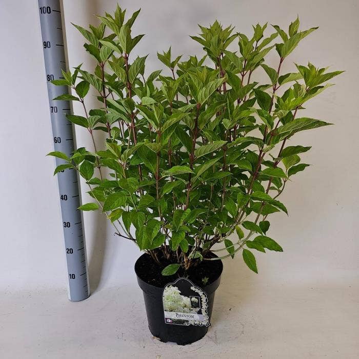 Hydrangea pan. 'Phantom' | Green Solutions
