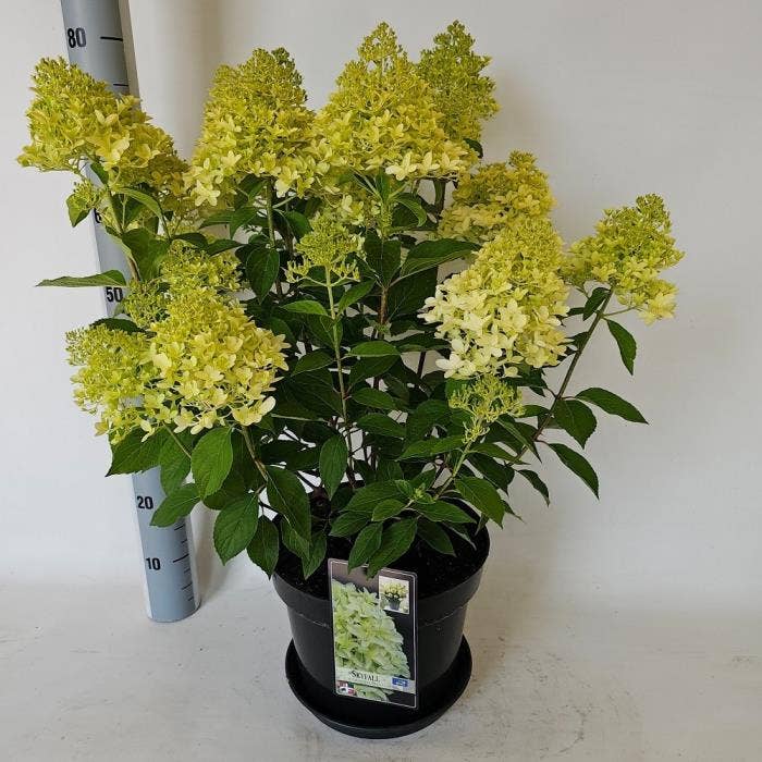 Hydrangea pan. 'Skyfall' | Green Solutions