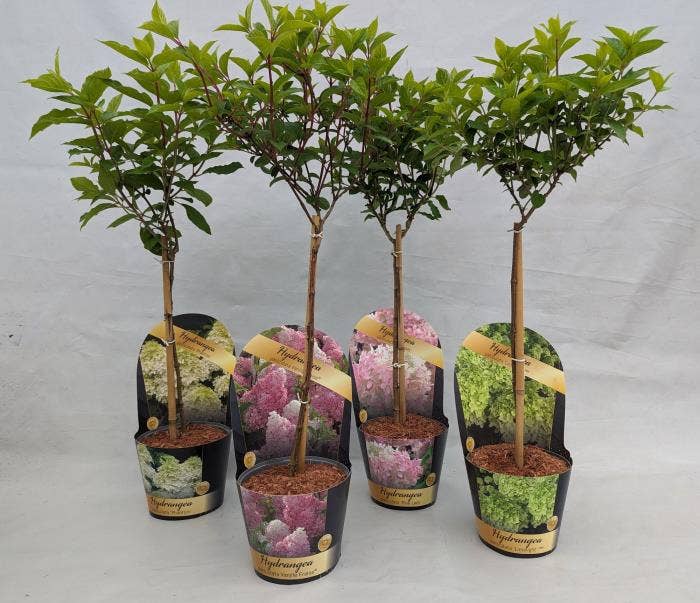 Hydrangea paniculata in potcover | Green Solutions