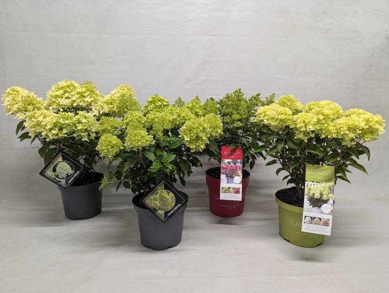 Hydrangea paniculata PT | Green Solutions
