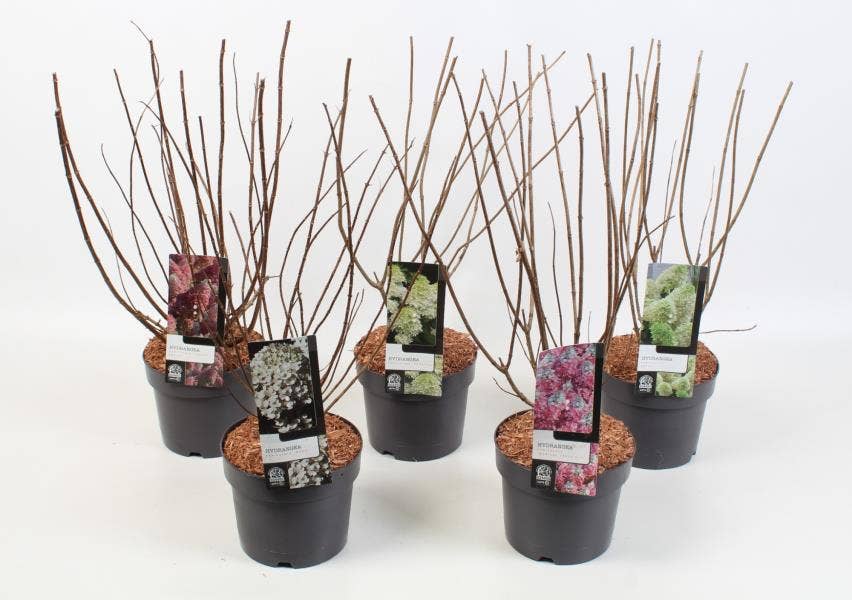 Hydrangea paniculata | Green Solutions
