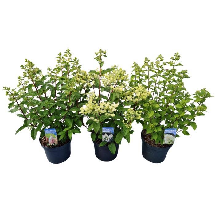 Hydrangea paniculata | Green Solutions