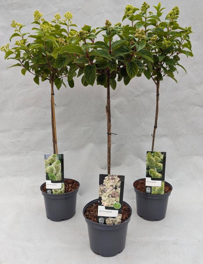 Hydrangea paniculata | Green Solutions