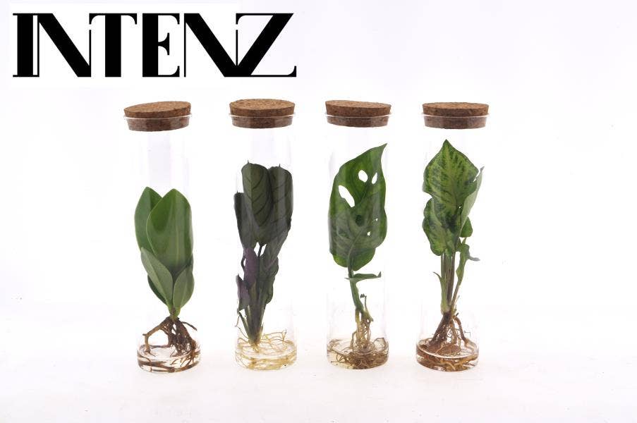 Hydroponics in Tube | Green Solutions