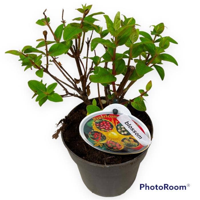 Hypericum 'Miracle Blossom' | Green Solutions
