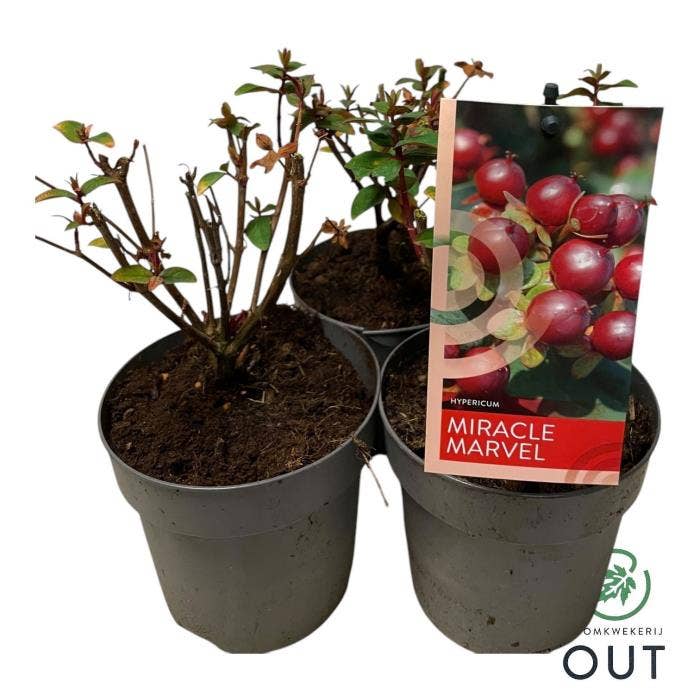 Hypericum 'Miracle Marvel' | Green Solutions