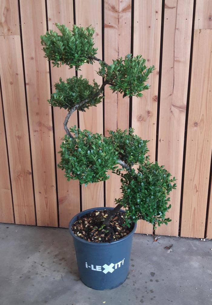 Ilex cre. 'Dark Green' S-shape | Green Solutions