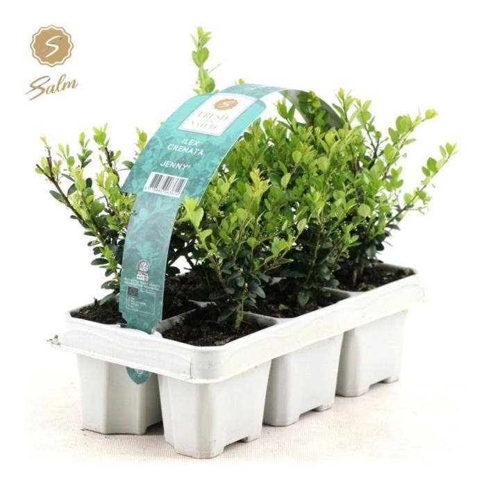 Ilex crenata 'Jenny'® 6-pack | Green Solutions