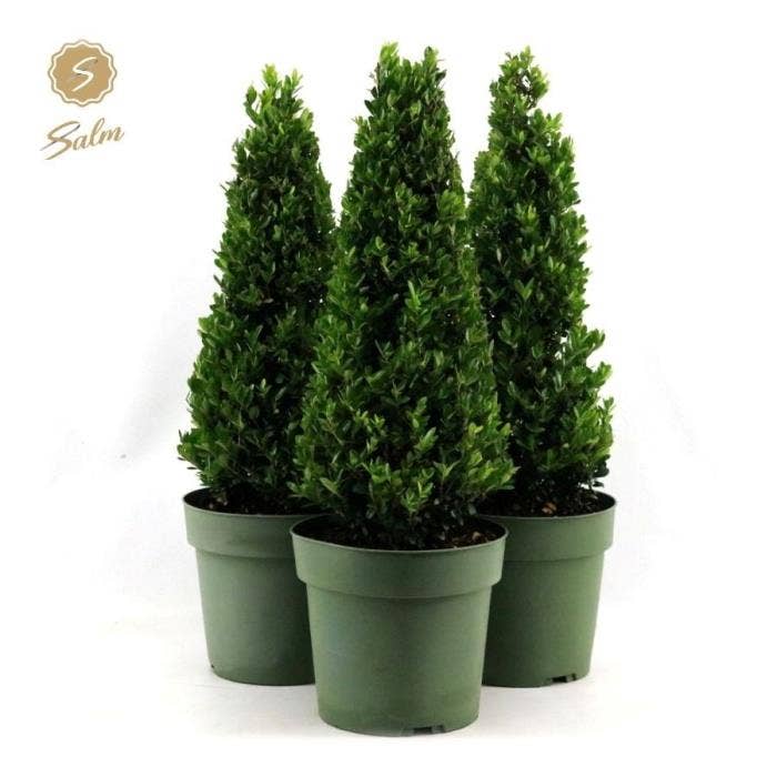 Ilex crenata 'Jenny'® Pyramid | Green Solutions