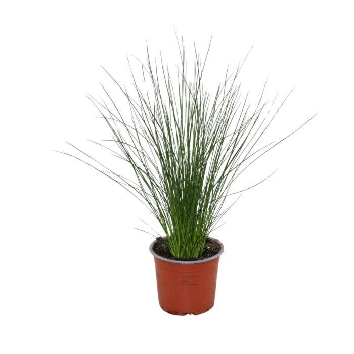 Juncus Pencil grass | Green Solutions