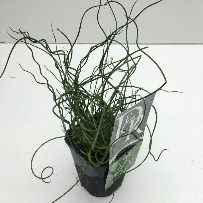 Juncus 'Spiralis' | Green Solutions