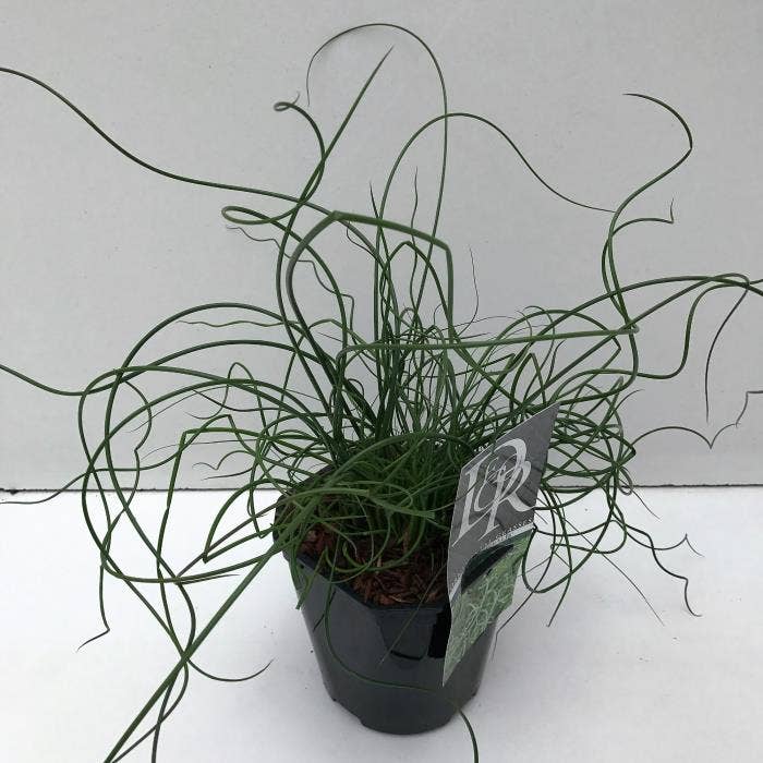 Juncus 'Spiralis' | Green Solutions