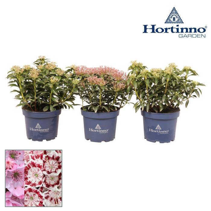 Kalmia latifolia Hortinno | Green Solutions