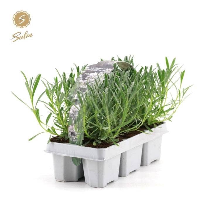 Lavandula ang. 'White' 6-Pack | Green Solutions