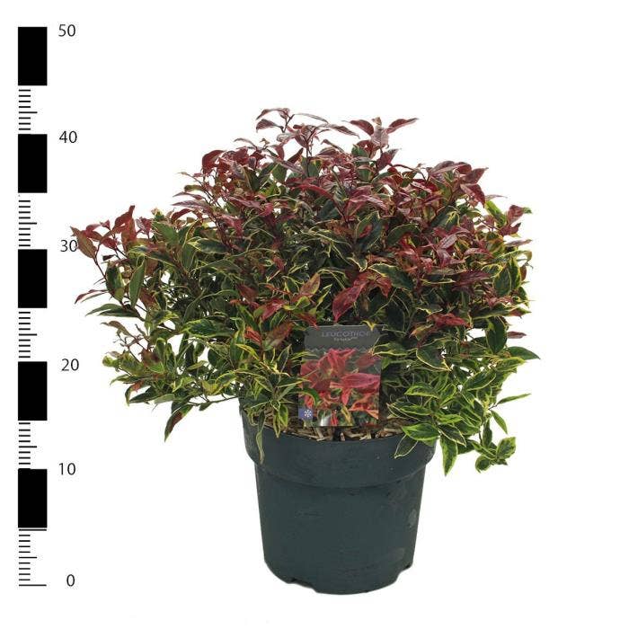 Leucothoe axi. 'Firestar' | Green Solutions