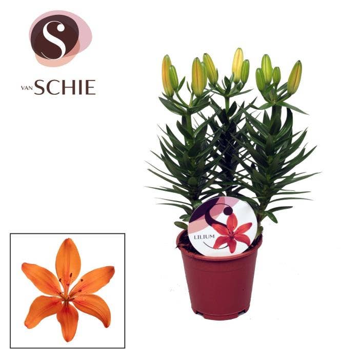 Lilium as. Matrix Orange | Green Solutions