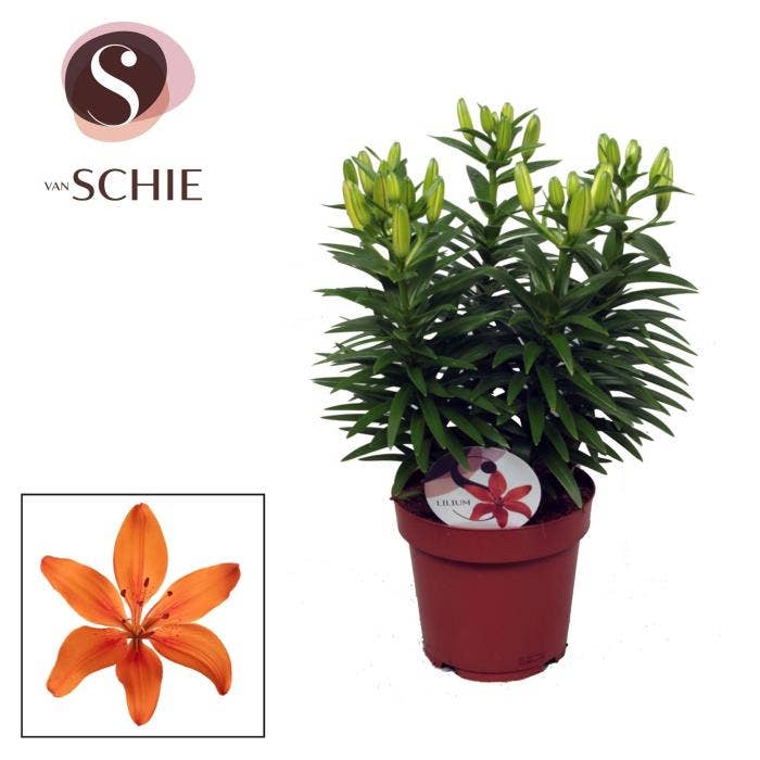 Lilium as. Matrix Orange | Green Solutions