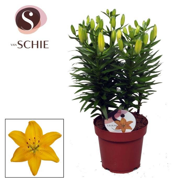 Lilium as. Matrix Yellow | Green Solutions