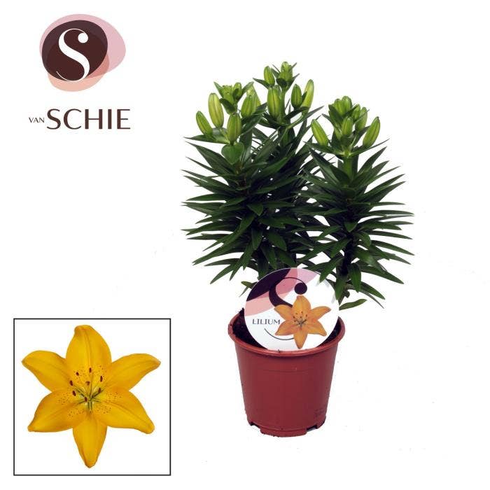 Lilium as. Matrix Yellow | Green Solutions