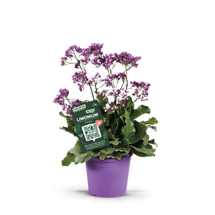 Limonium Salt Lake | Green Solutions