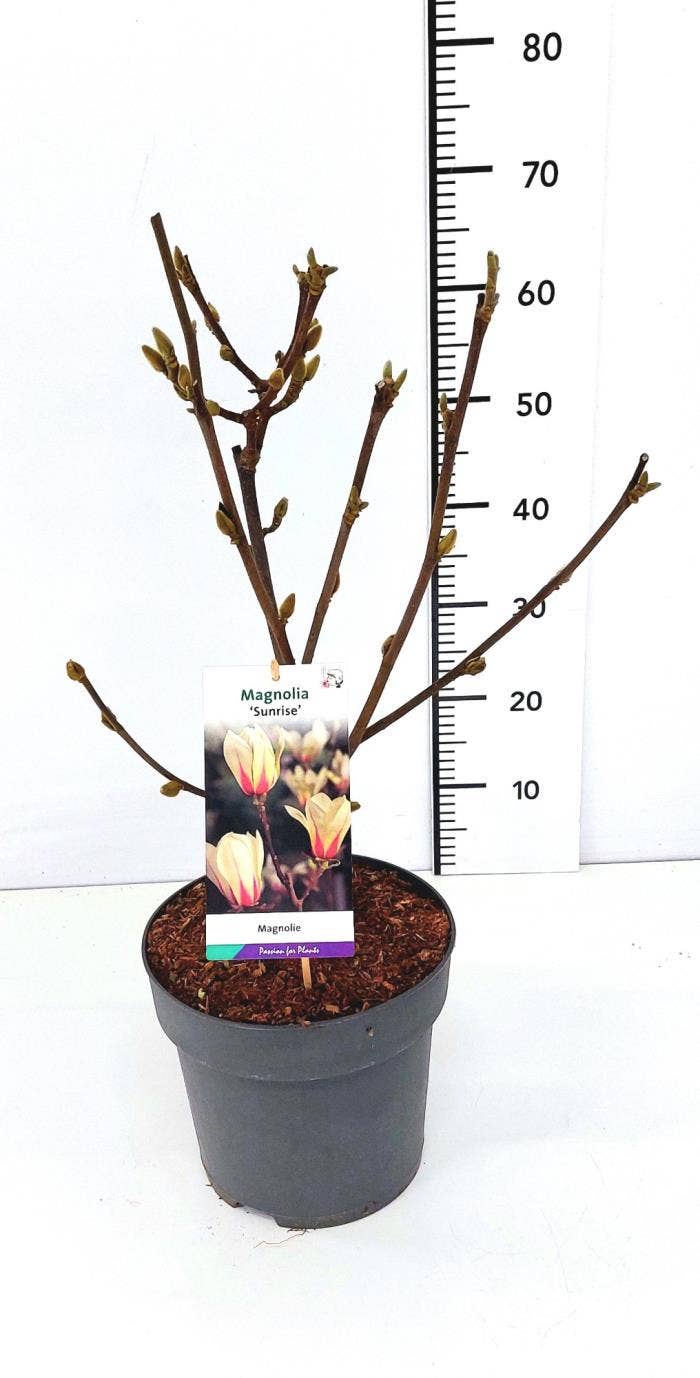 Magnolia 'Sunrise' | Green Solutions