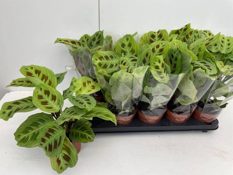 Maranta leuc. Fantasy | Green Solutions