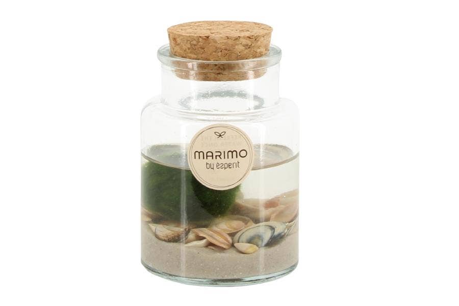 Marimo arrangement (90604) | Green Solutions