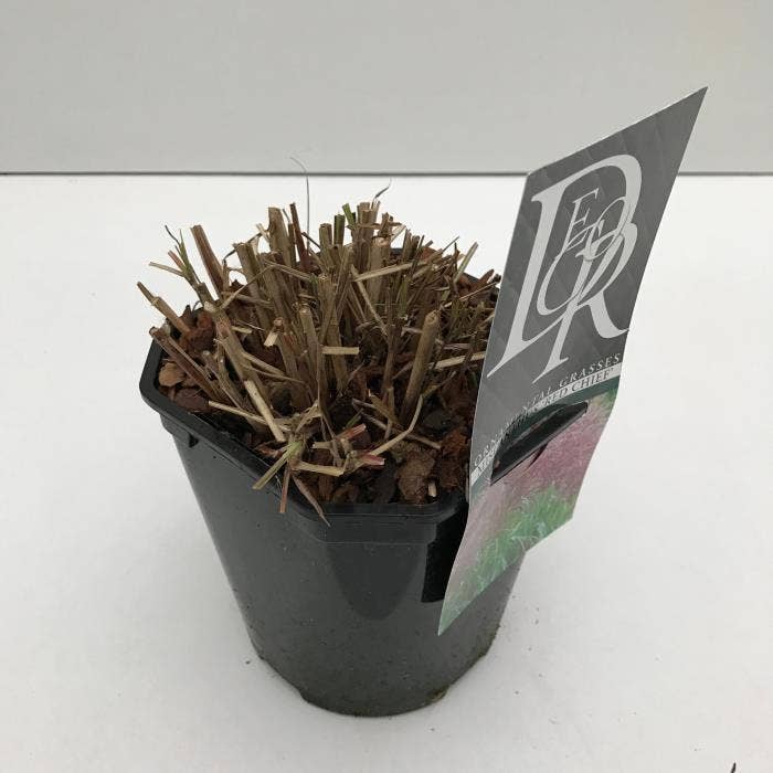 Miscanthus 'Red Chief' | Green Solutions