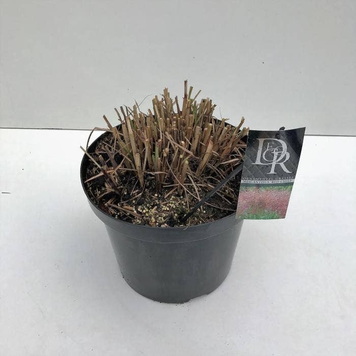 Miscanthus 'Red Chief' | Green Solutions