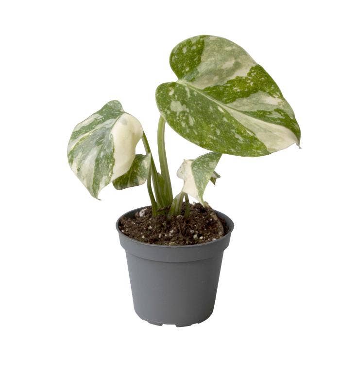 Monstera del. Thai Constellation | Green Solutions