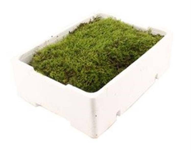 Moss Flatt in styrofoam box | Green Solutions
