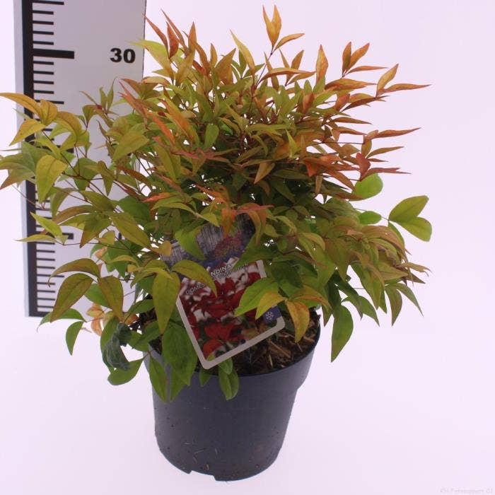 Nandina dom. 'Fire Power' | Green Solutions