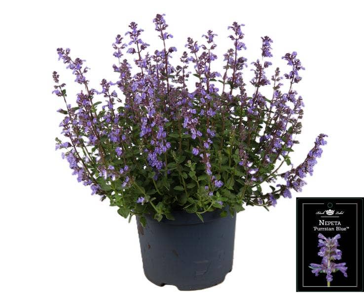 Nepeta faa. 'Purrsian Blue' | Green Solutions