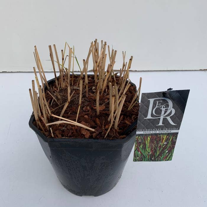 Panicum 'Sangria' | Green Solutions