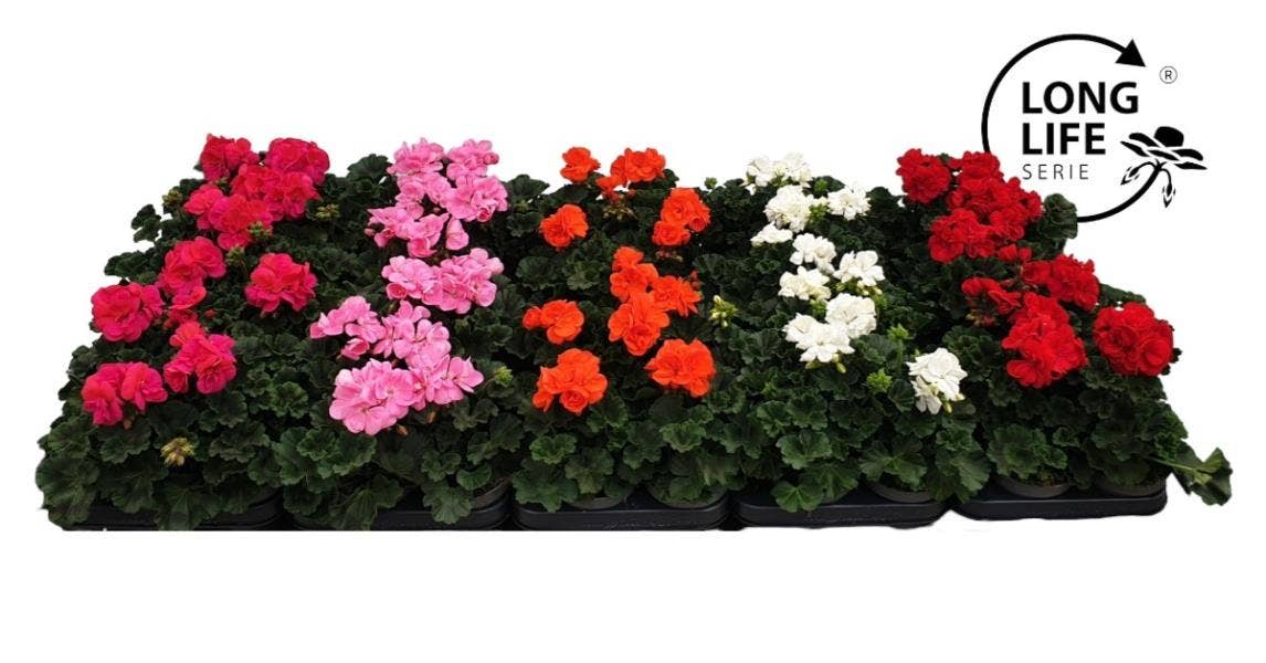 Pelargonium zonale 'Long Life' | Green Solutions