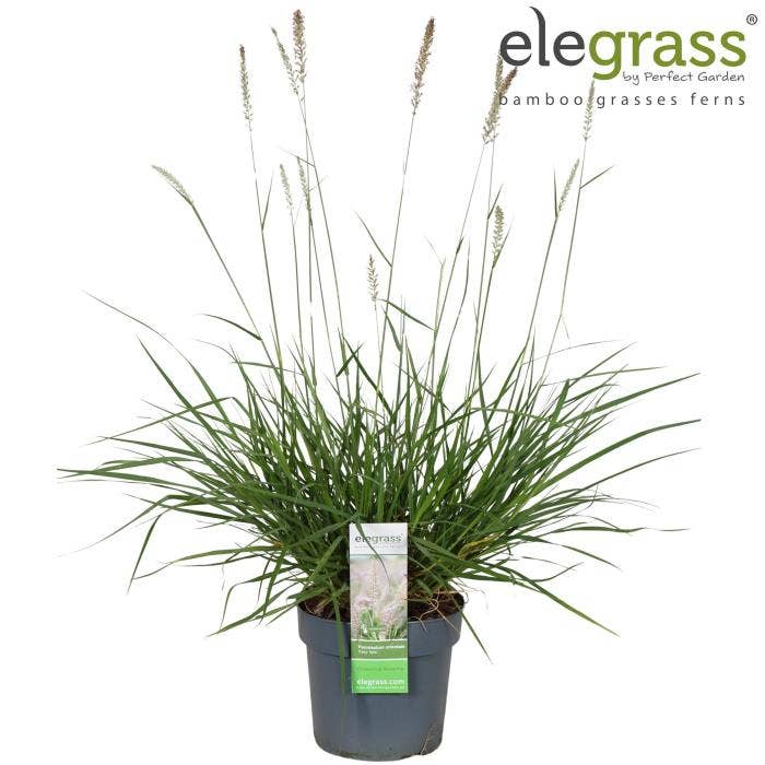 Pennisetum alop. Fairy Tails | Green Solutions