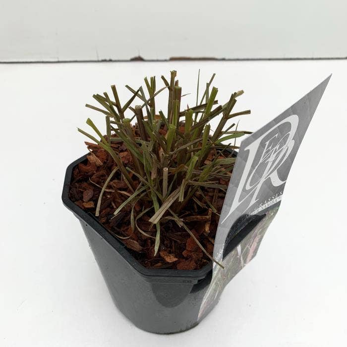 Pennisetum 'Summer Samba' | Green Solutions