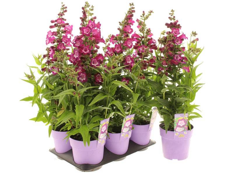 Penstemon 'Phoenix Violet' | Green Solutions
