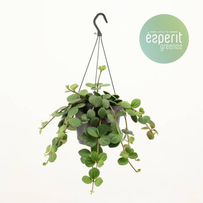 Page 2 - Hanging plants - Indoor plants - Products | Green Solutions ...