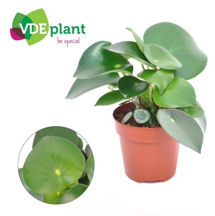 Peperomia Raindrop | Green Solutions