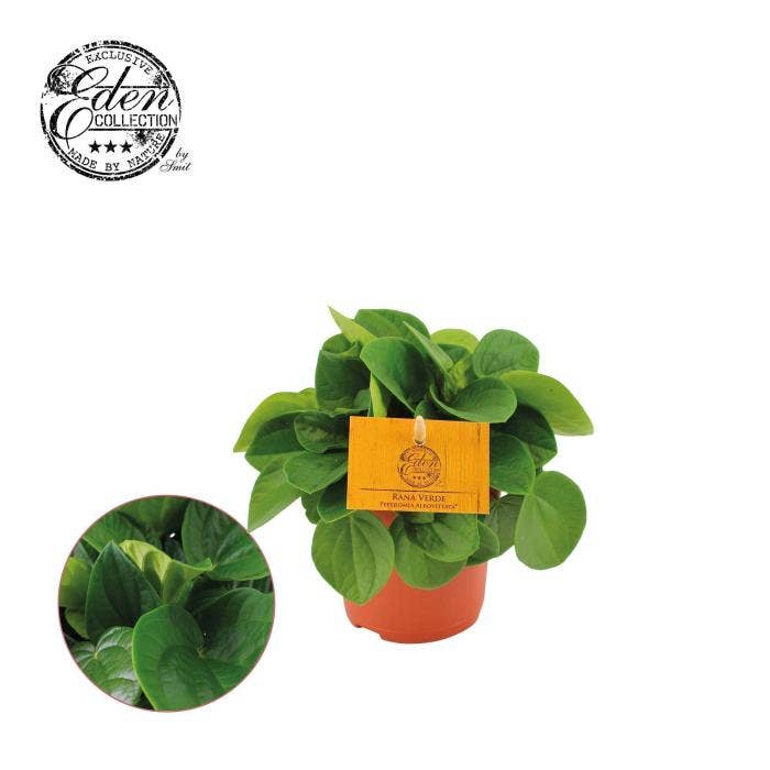 Peperomia Rana Verde | Green Solutions