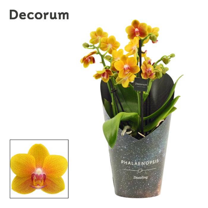 Phalaenopsis Dazzling Drops of the sun | Green Solutions