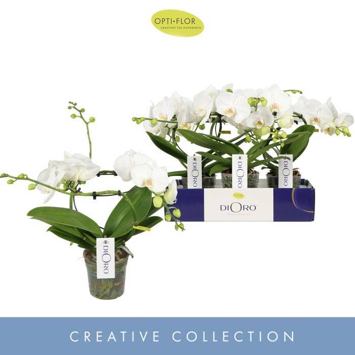 Phalaenopsis Infinity White | Green Solutions