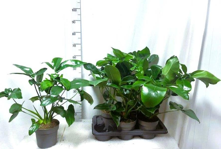 Philodendron Fun Bun | Green Solutions