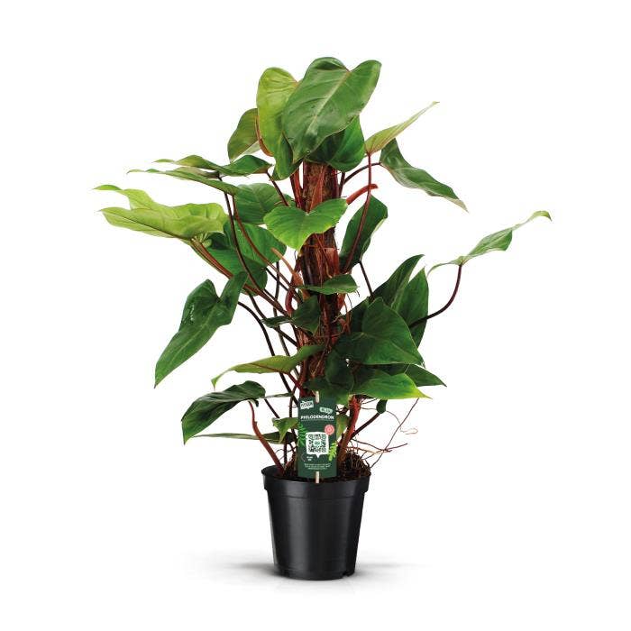 Philodendron Red Emerald | Green Solutions