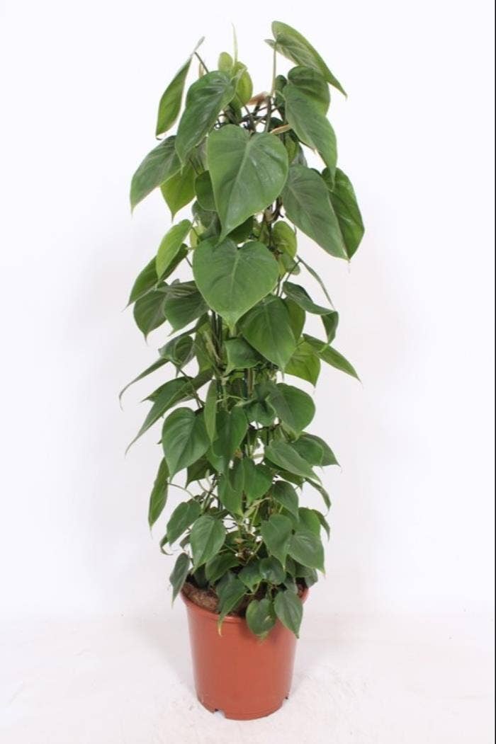 Philodendron scandens | Green Solutions