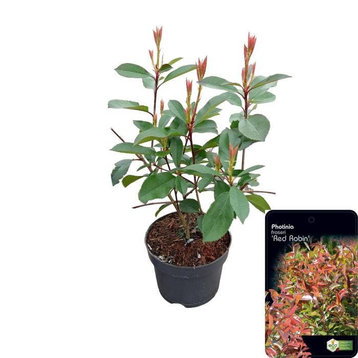 Photinia fra. 'Red Robin' | Green Solutions