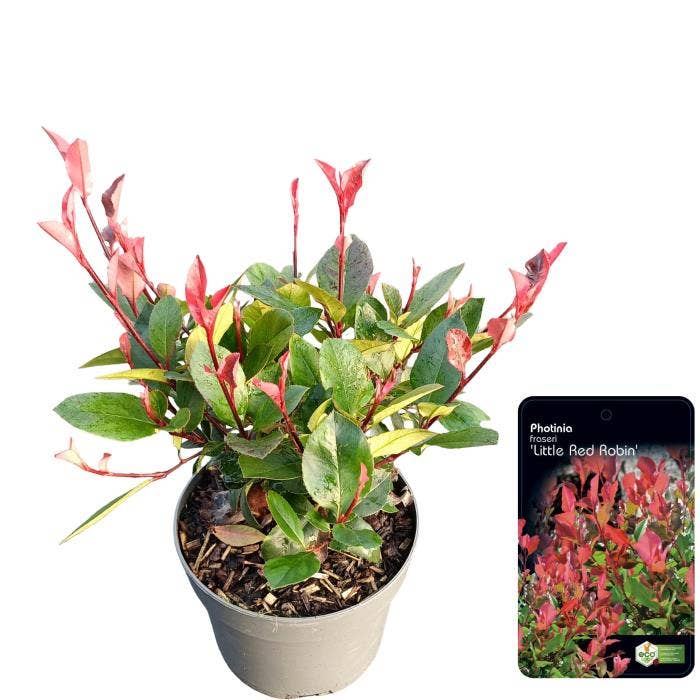 Photinia 'Little Red Robin' | Green Solutions